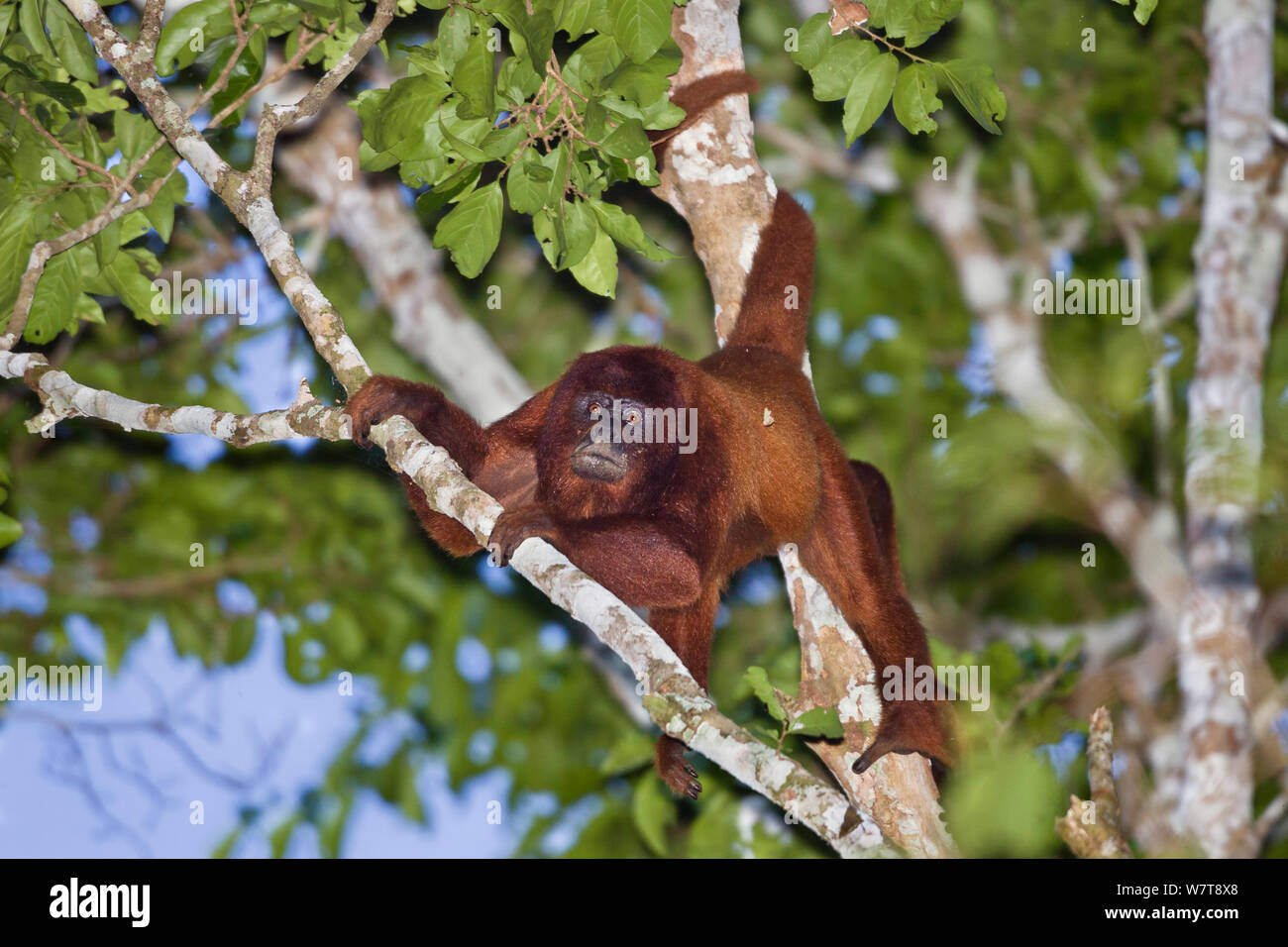 Red Howler Monkey (Alouatta seniculus) climbing between branches in ...