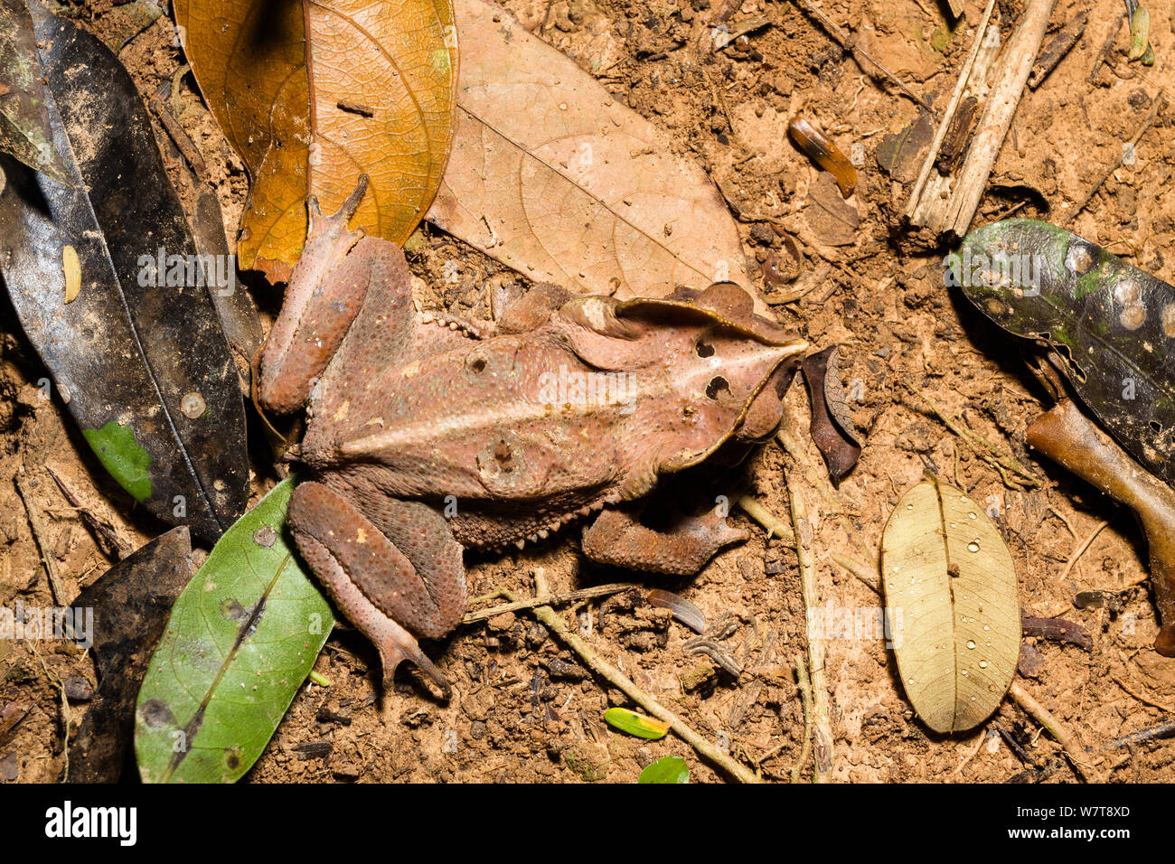 Leaf Litter Toad (Rhinella margaritifera) on rainforest floor, at ...