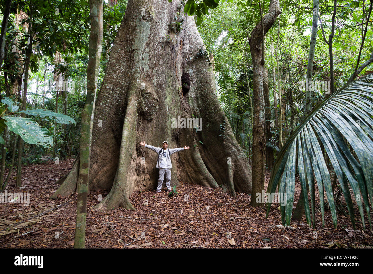 Giant tree with buttress roots and man standing with outstretched arms ...