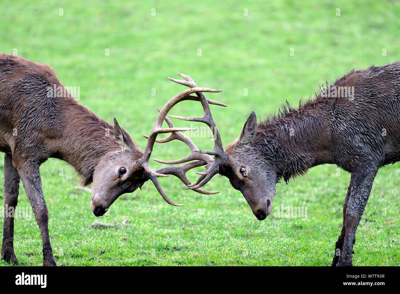 Red deer (Cervus elaphus) stags fighting at rut season, captive ...
