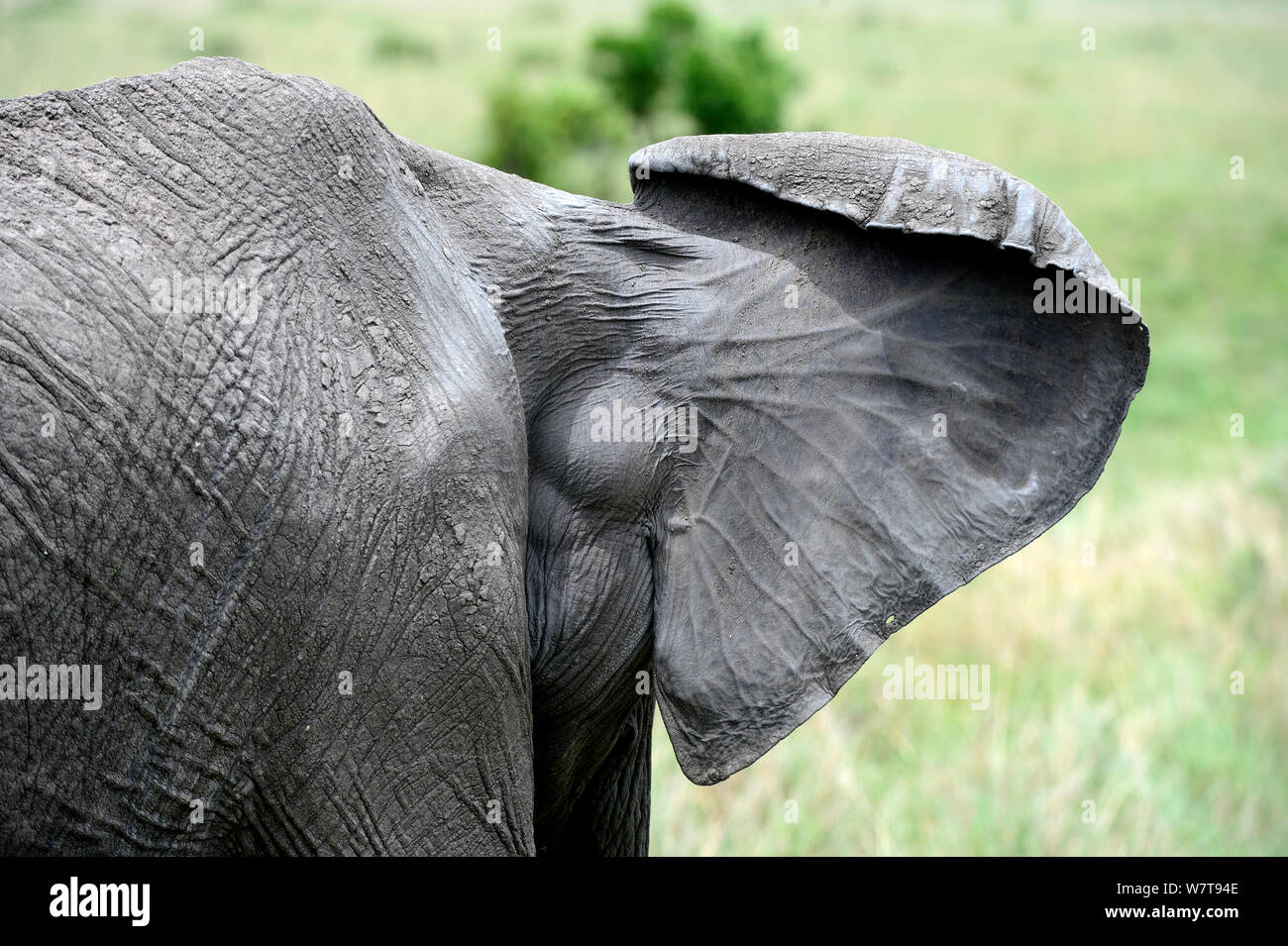 African elephant (Loxodonta africana) rear view of ear showing veins ...