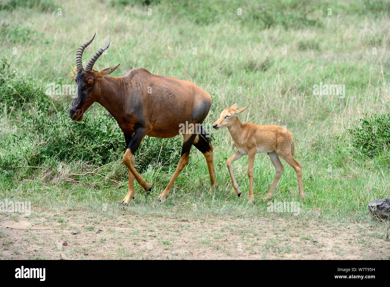 Topi (Damaliscus pygarus pygarus) female and calf, Masai Mara National ...