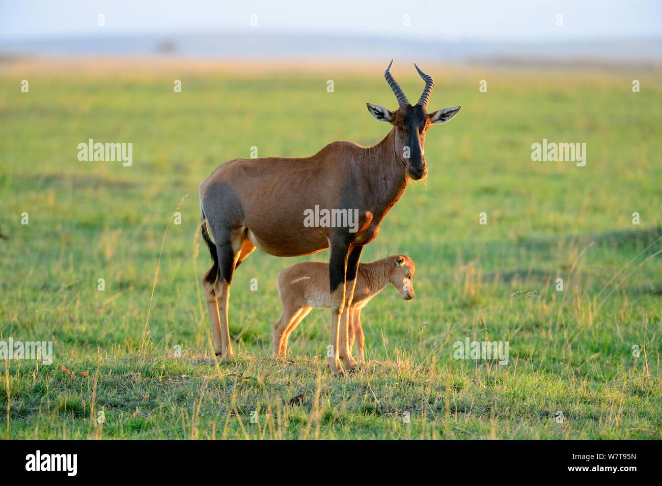 Female topi and calf hi-res stock photography and images - Alamy