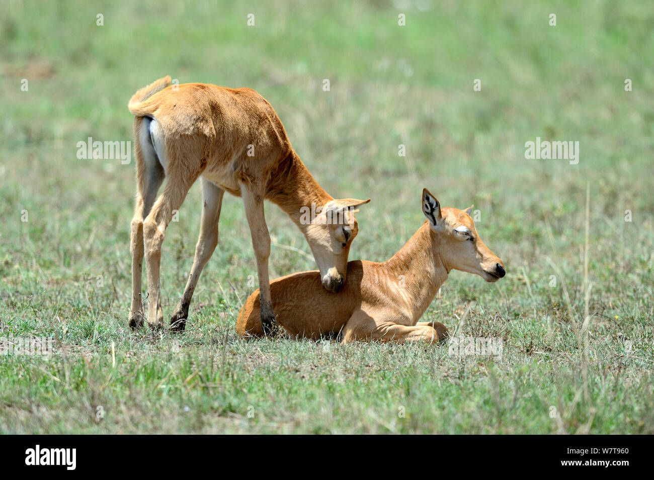 Bontebok damaliscus pygargus pygargus juvenile hi-res stock photography ...