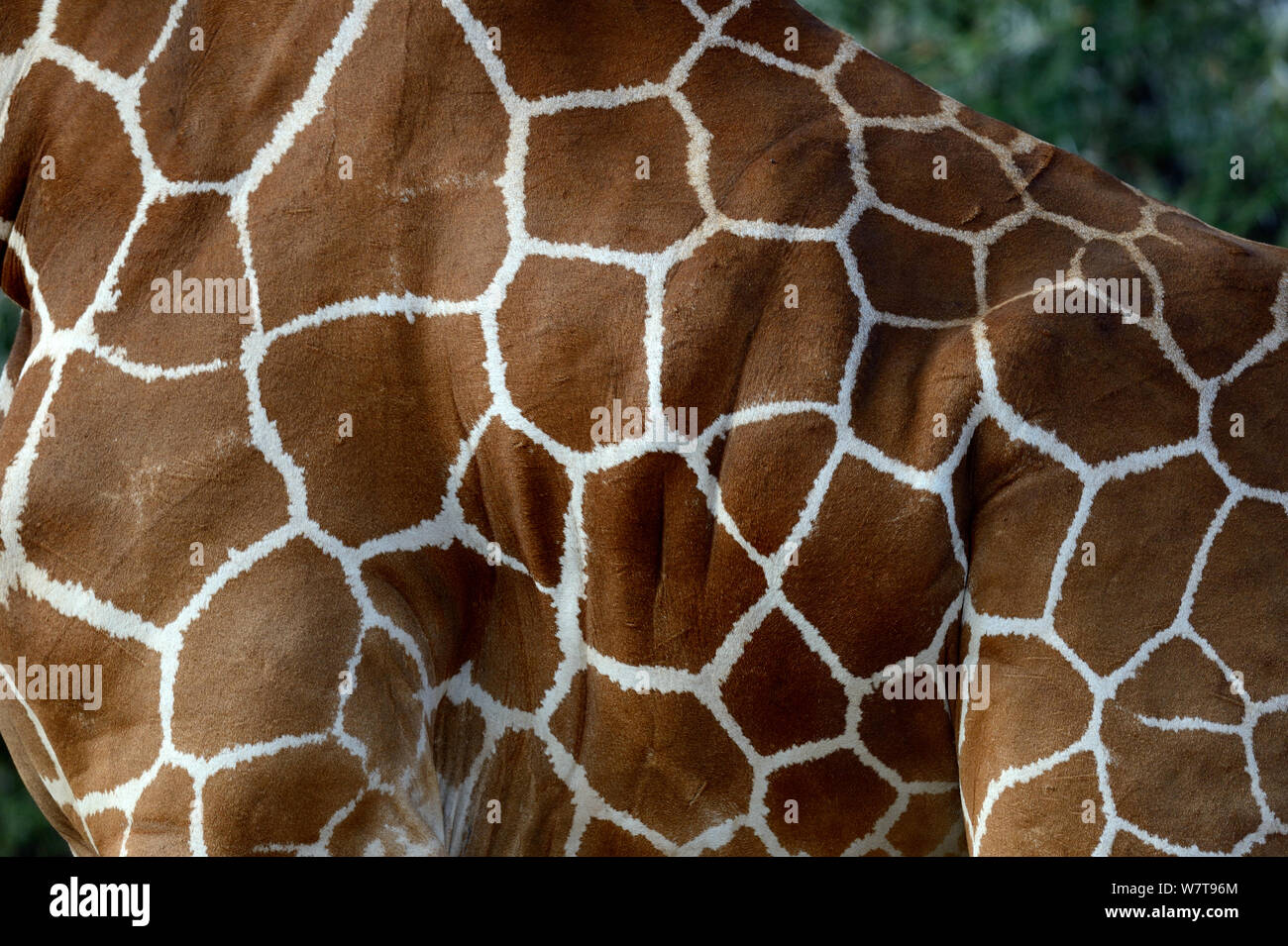Close up of Reticulated giraffe (Giraffa camelopardalis reticulata ...