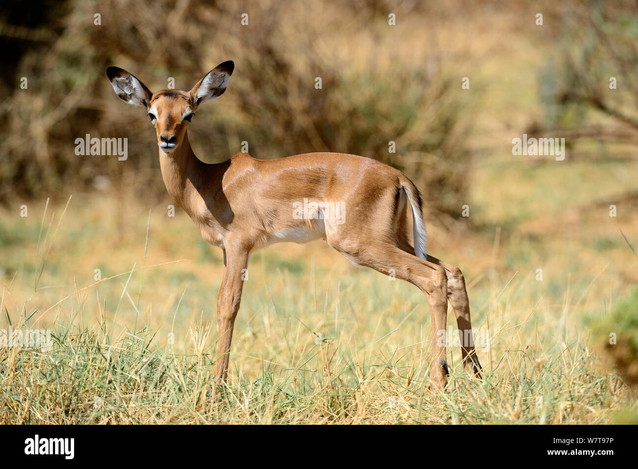 Impala young hi-res stock photography and images - Alamy