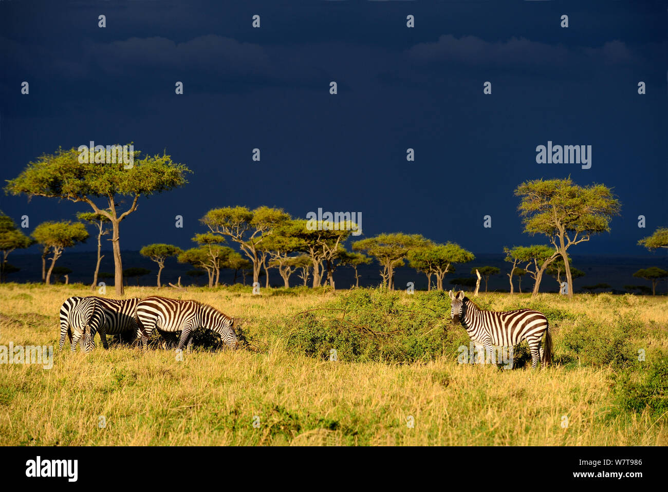 Savanna zebra acacia trees hi-res stock photography and images - Alamy