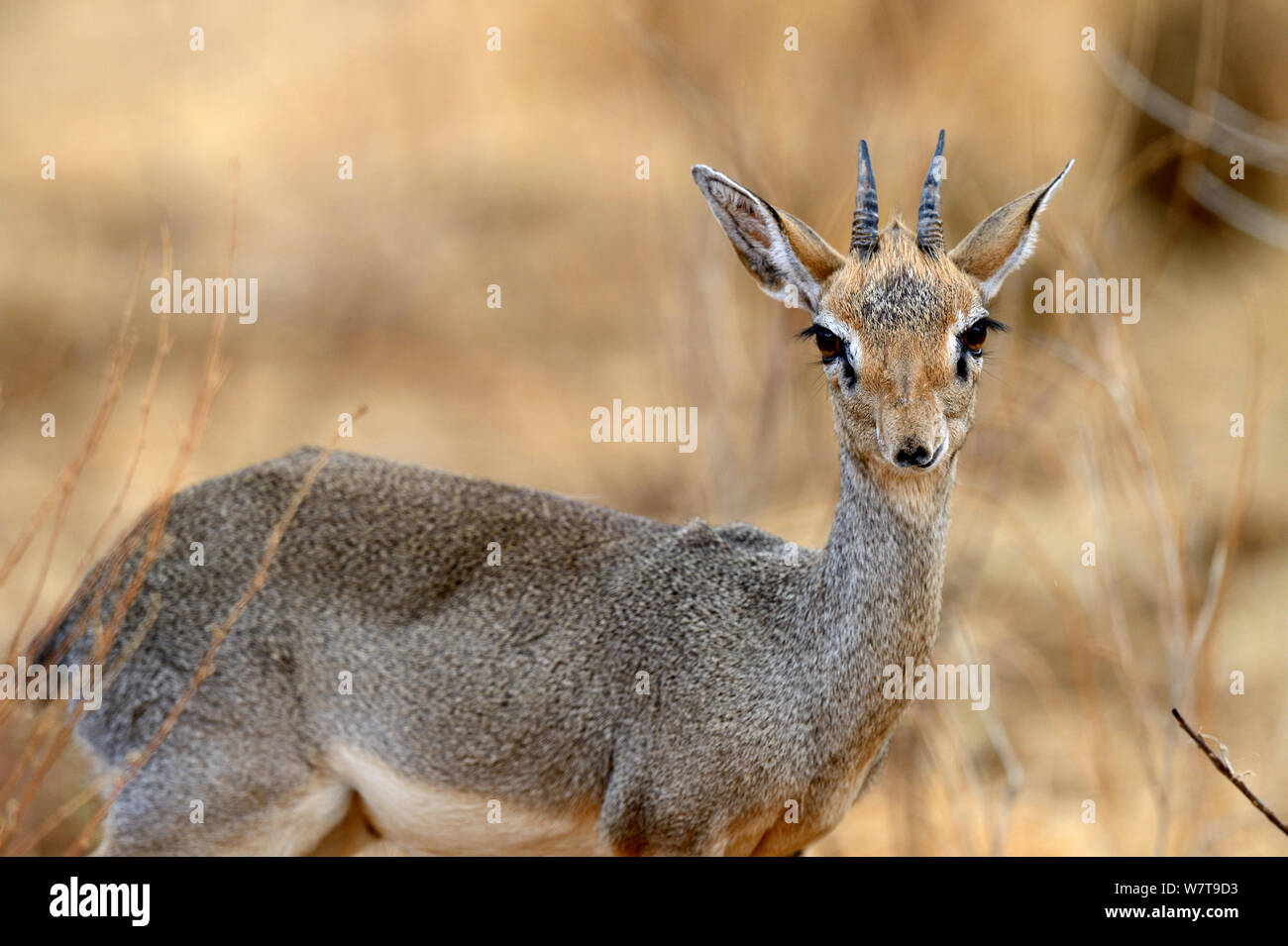 Kirk's dik-dik (Madoqua kirkii) portrait, Samburu National Reserve, Kenya, Africa Stock Photo ...