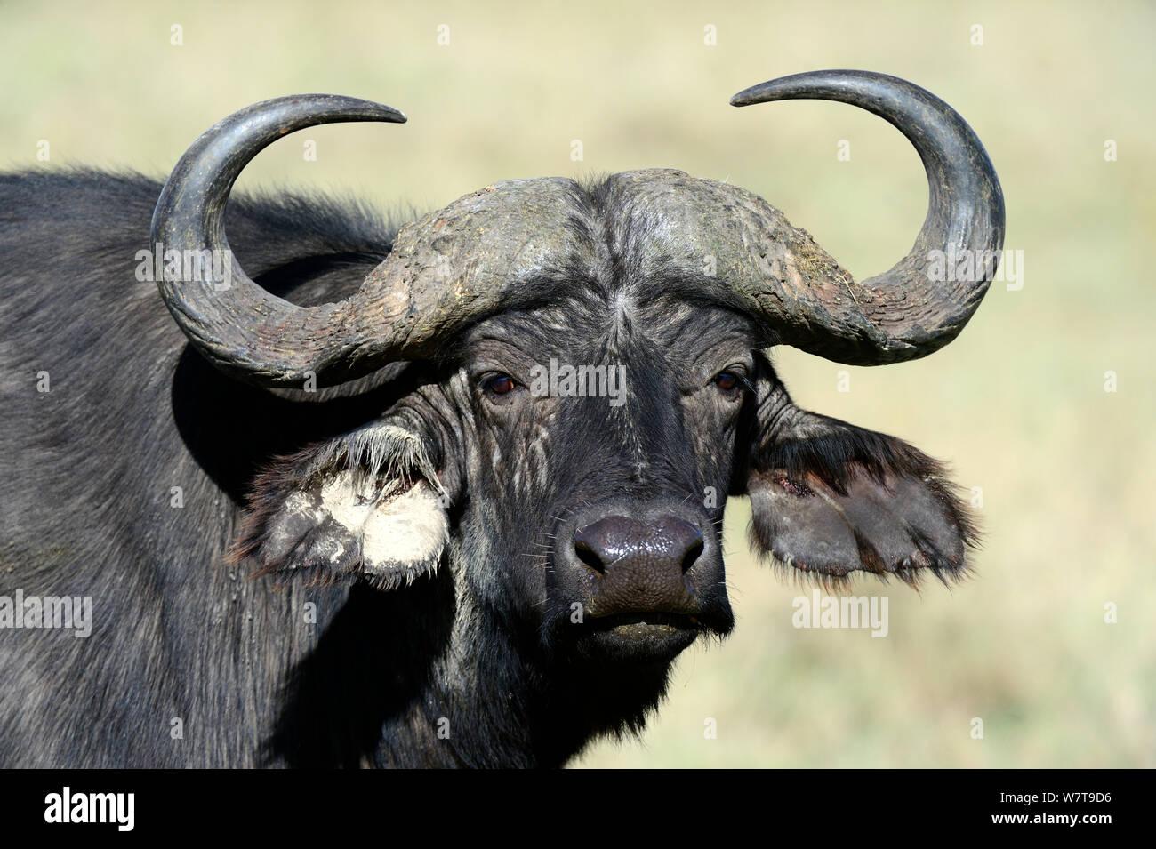 Cape buffalo (Syncerus caffer) portrait, Nakuru National Park, Kenya ...