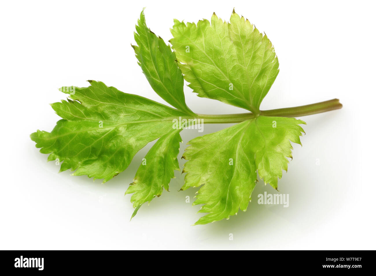 Fresh celery stalks and leaves isolated on white background Stock Photo ...