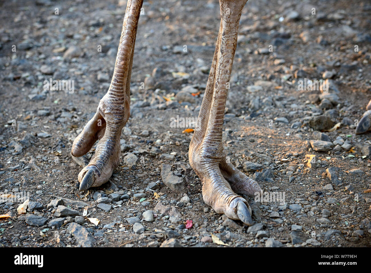 Ostrich feet hi-res stock photography and images - Alamy
