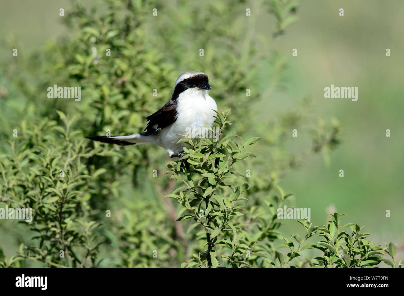 Long tailed fiscal (Lanius cabanisi) perched, Masai Mara National ...