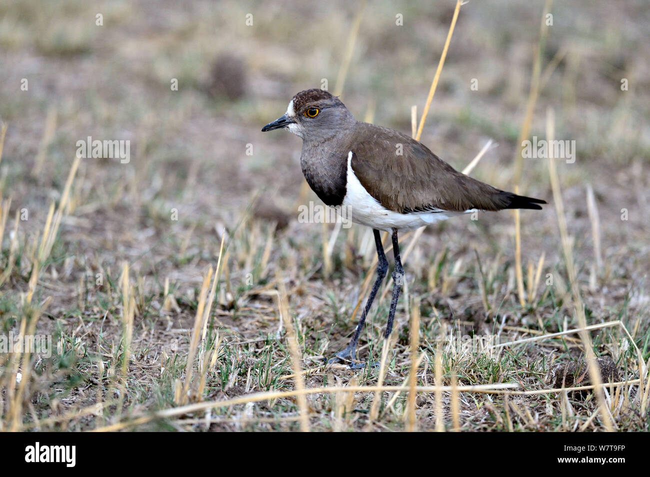 Crested lapwing hi-res stock photography and images - Alamy