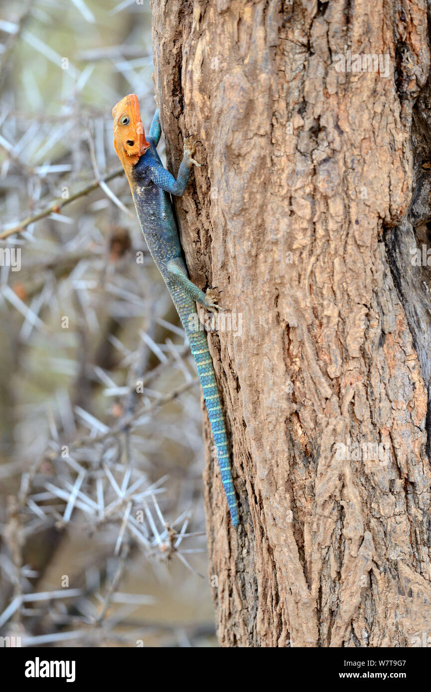 Tree agama lizard climbing tree hi-res stock photography and images - Alamy
