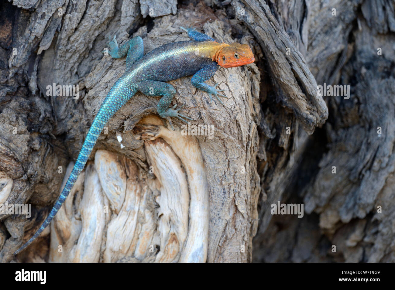 Agama lizard climbing on tree (Agama agama) Samburu National Reserve ...