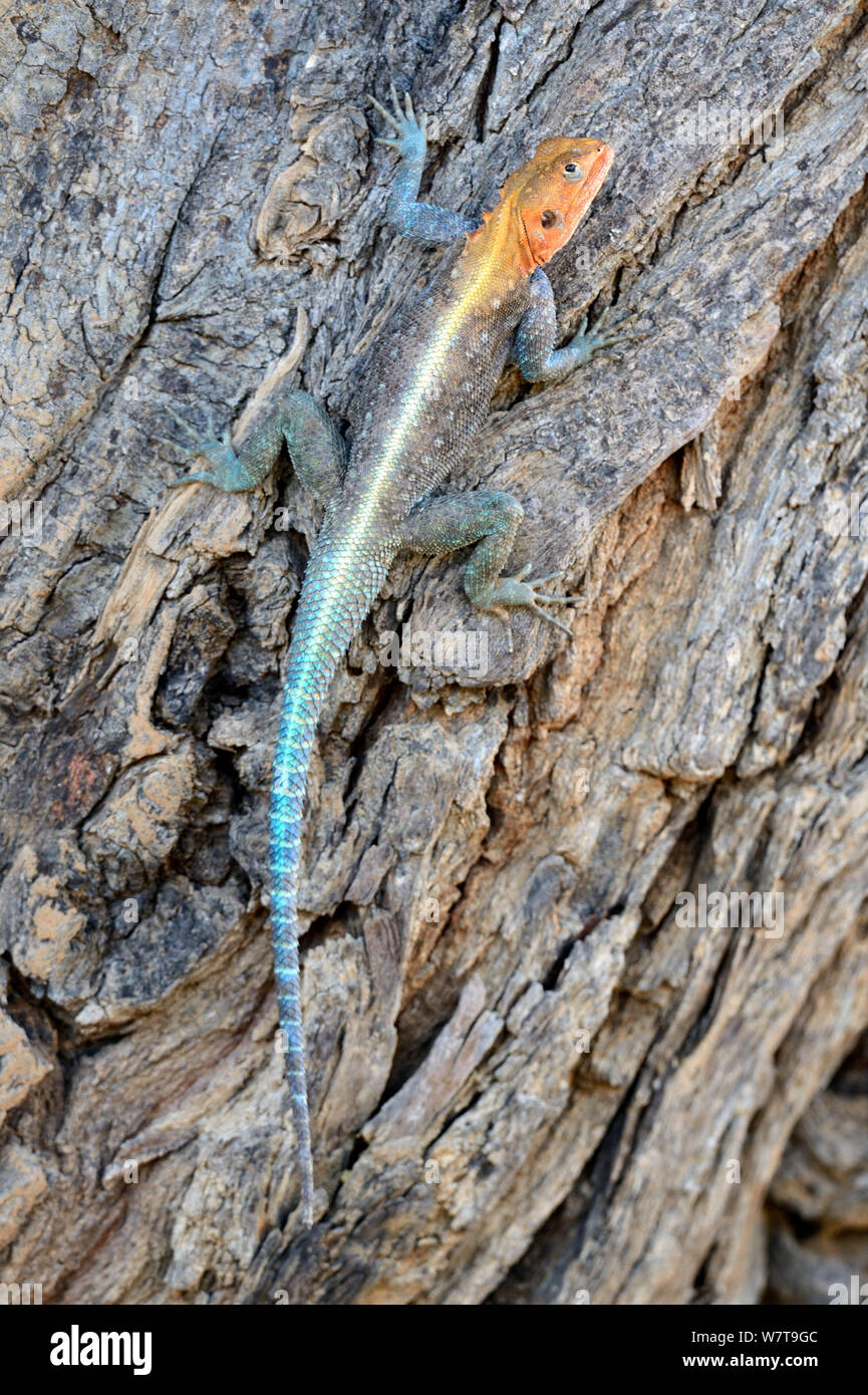 Agama lizard climbing on tree (Agama agama) Samburu National Reserve ...