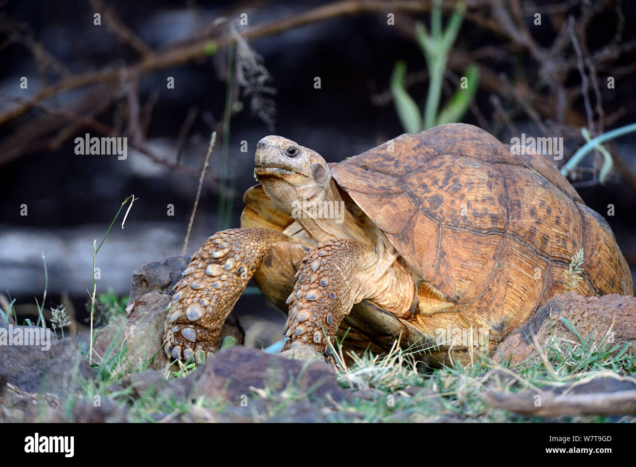 Leopard tortoise (Geochelone pardalis) Bogoria Lake, Kenya, Africa ...