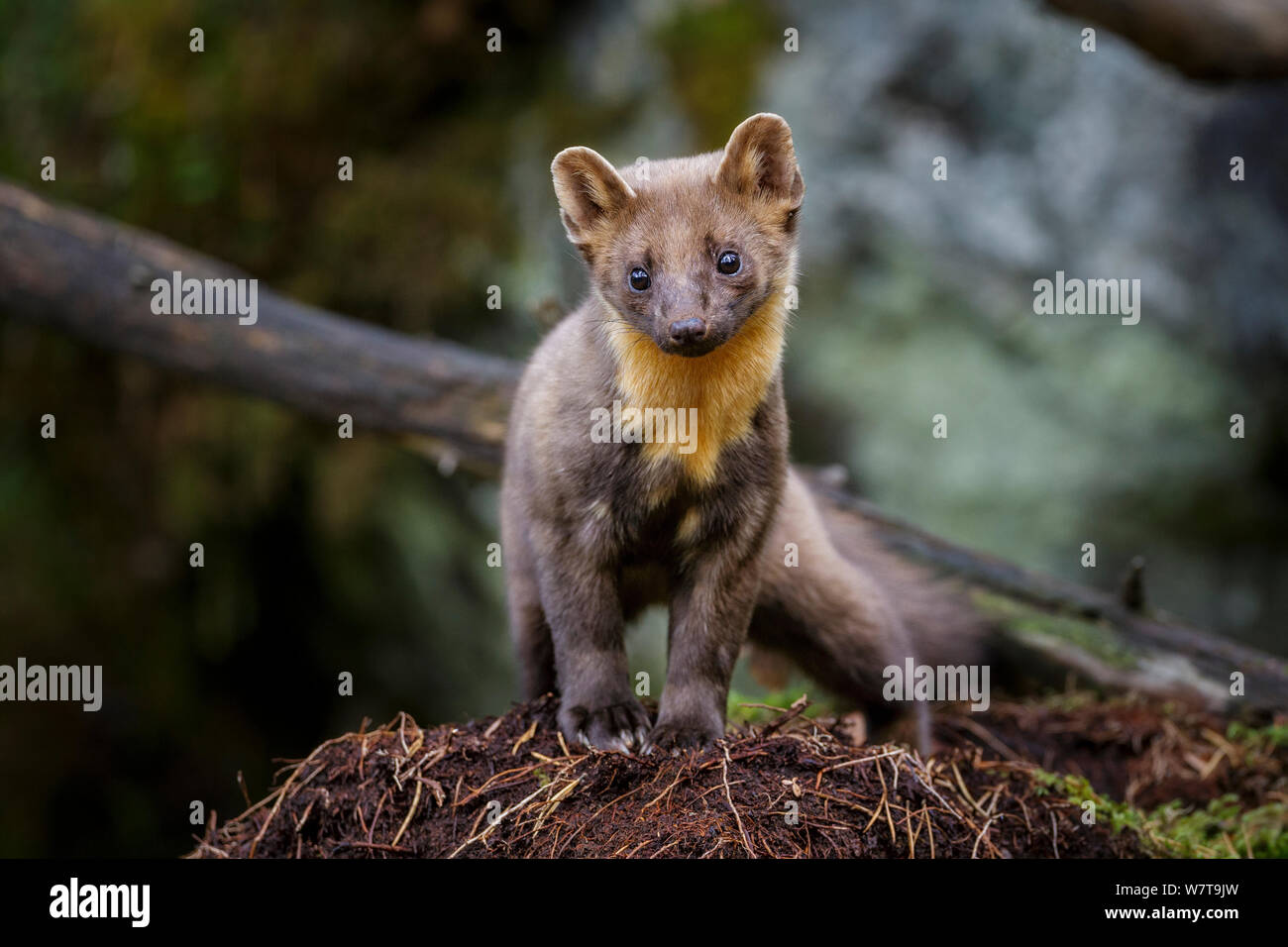 Pine marten hi-res stock photography and images - Alamy