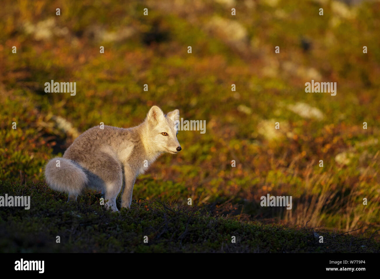 Arctic Fox (Alopex / Vulpes lagopus) urinating/scent marking, during ...