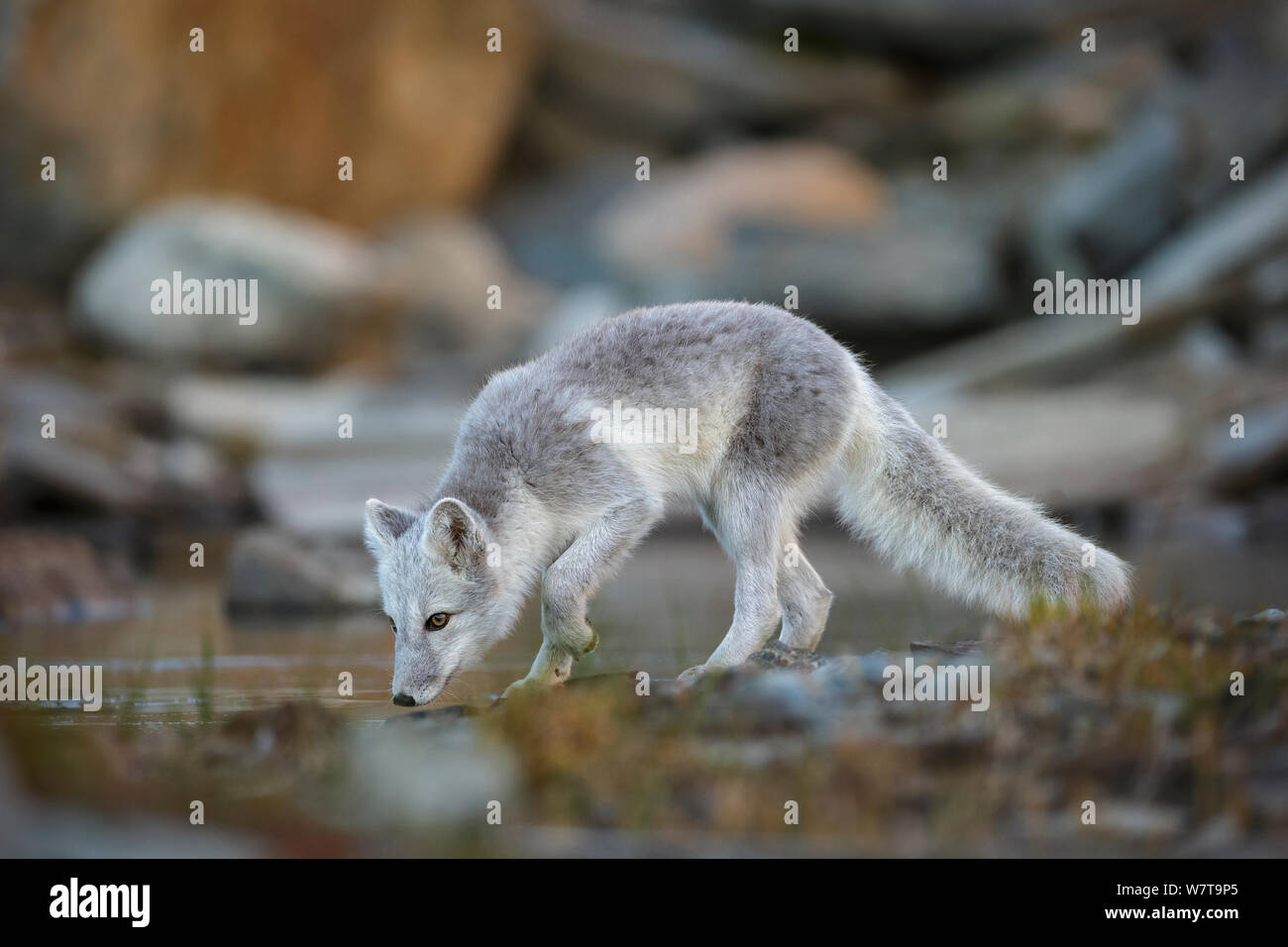 Arctic Fox (Alopex / Vulpes lagopus) standing at the edge of a frozen ...