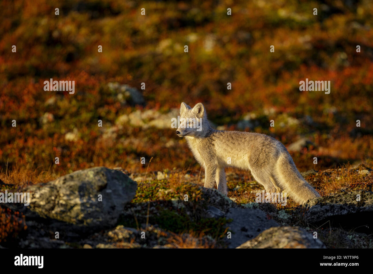 Arctic Fox (Alopex / Vulpes lagopus) standing in tundra in autumn ...