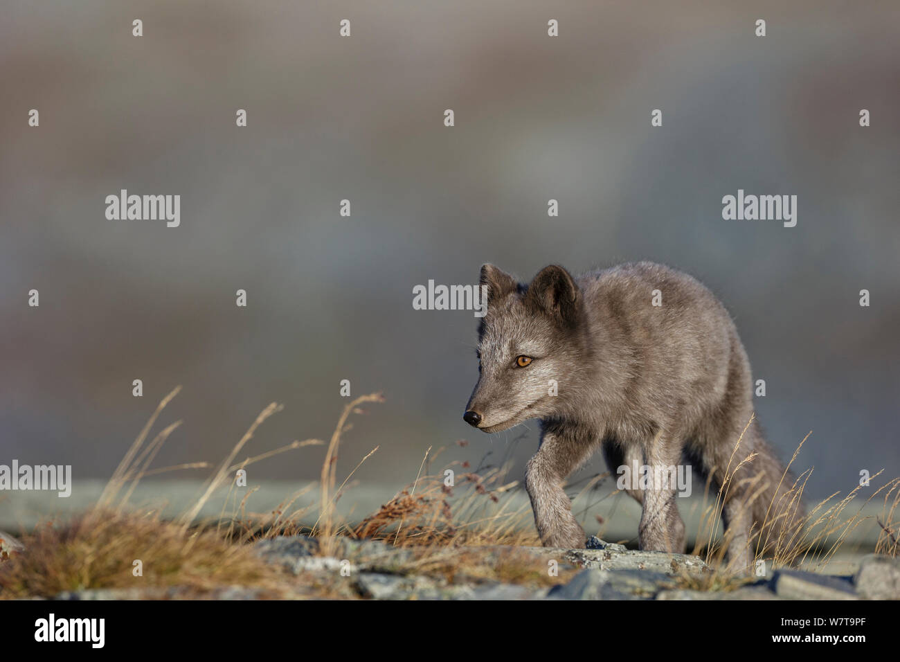 Arctic Fox cub (Alopex / Vulpes lagopus) portrait, blue morph ...
