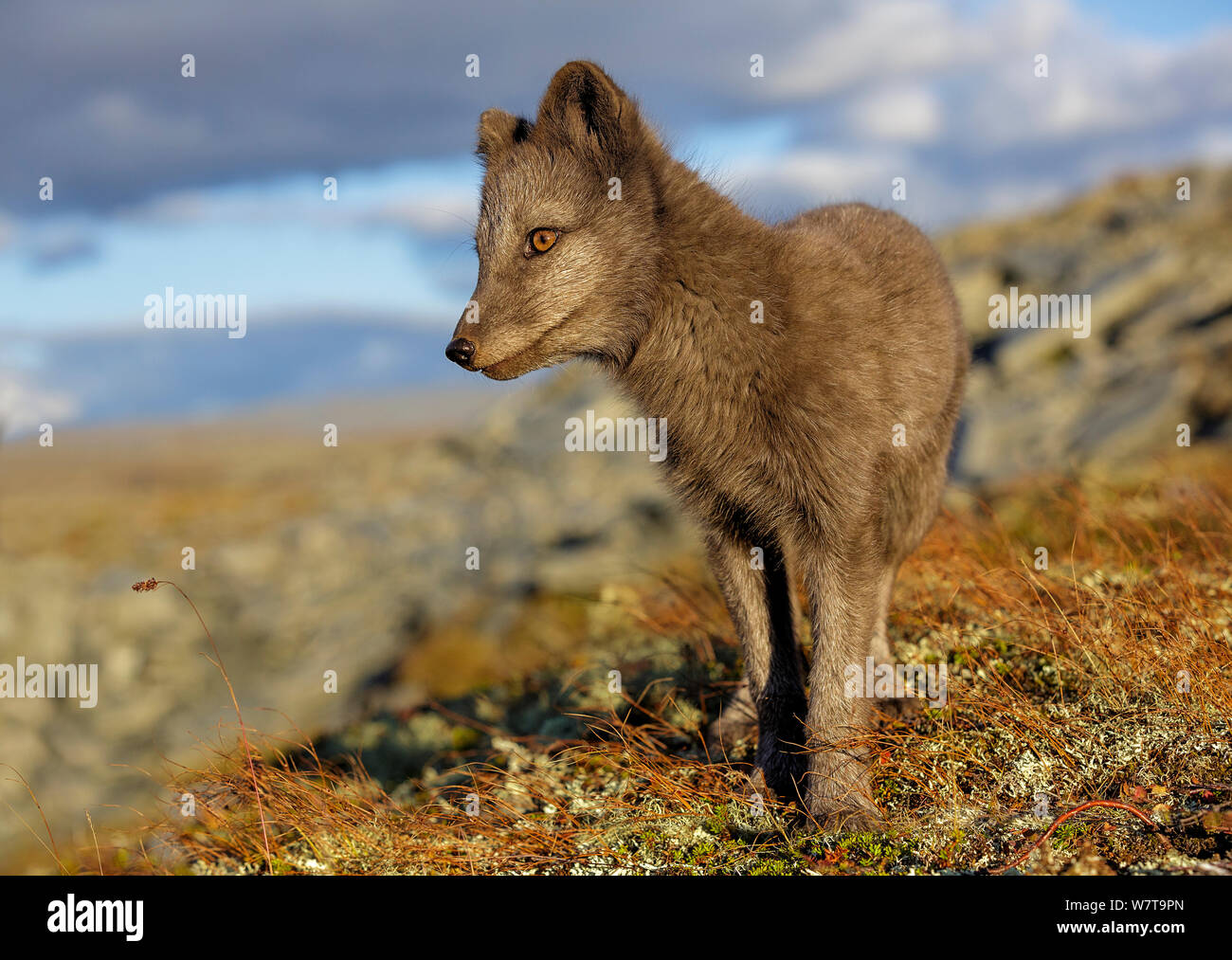 Arctic Fox cub (Alopex / Vulpes lagopus) close up portrait, blue morph ...