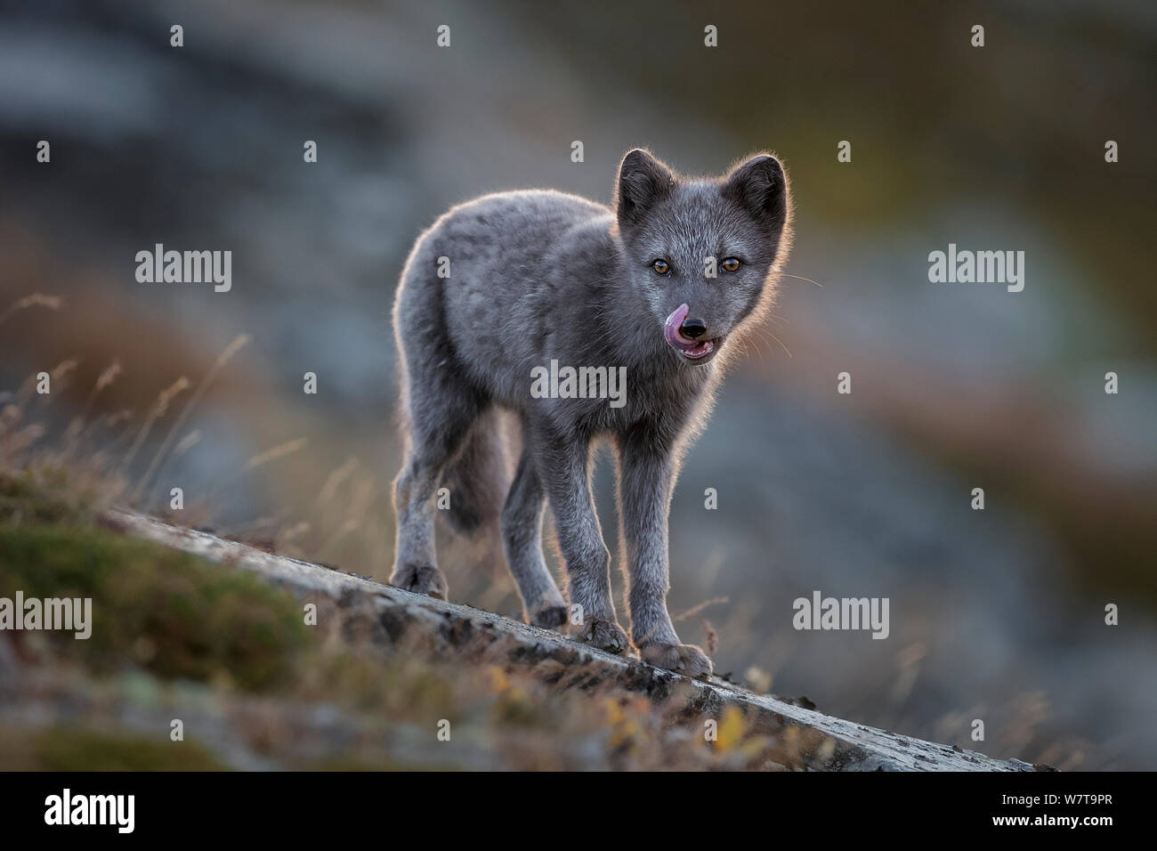 Arctic Fox cub (Alopex / Vulpes lagopus) with tongue out licking nose ...