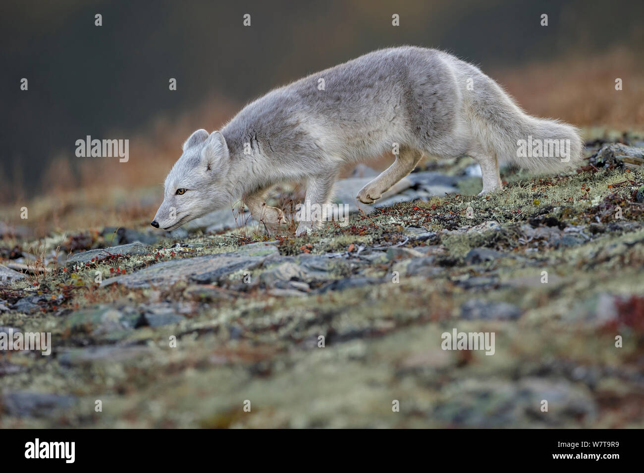 Arctic fox summer with prey hi-res stock photography and images - Alamy