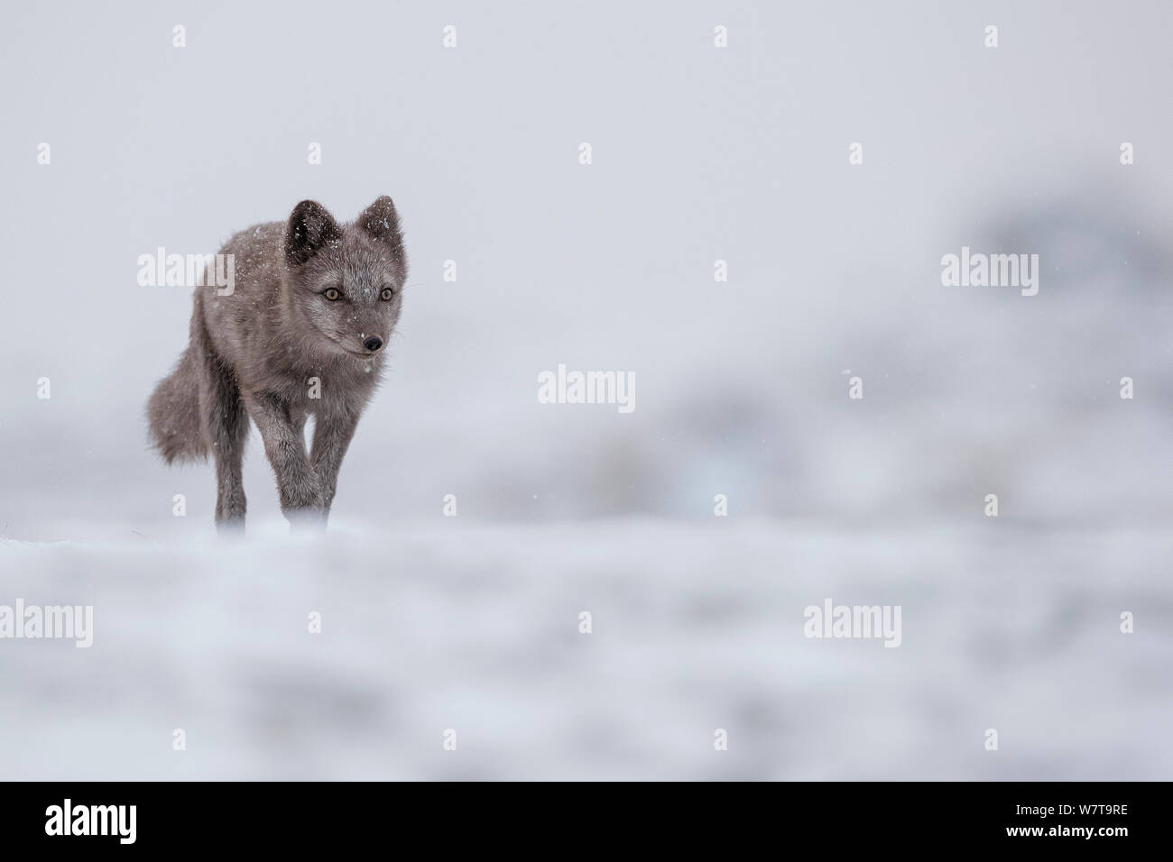Arctic Fox cub (Alopex / Vulpes lagopus) in snow, blue morph ...