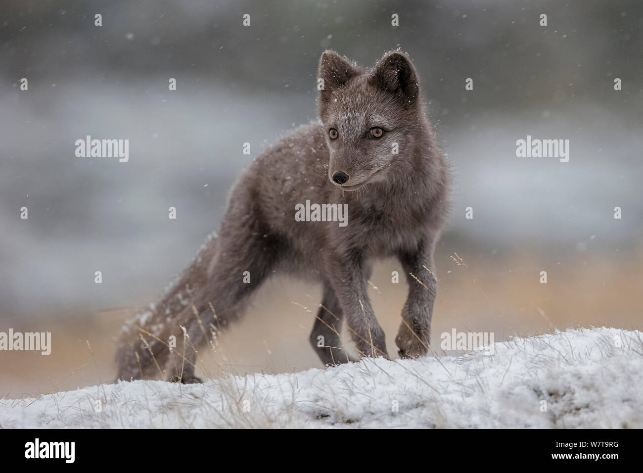 Arctic Fox cub (Alopex / Vulpes lagopus) standing in fresh snow, blue ...