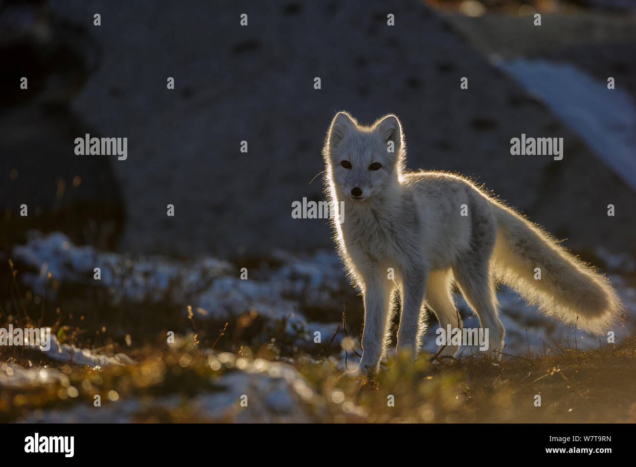Arctic Fox (Alopex / Vulpes lagopus) backlit portrait, during moult ...
