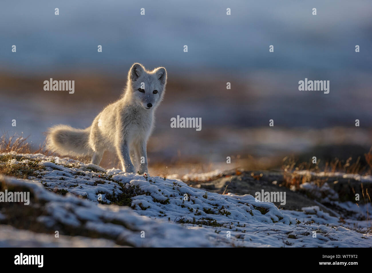 Fox canis vulpes hi-res stock photography and images - Alamy