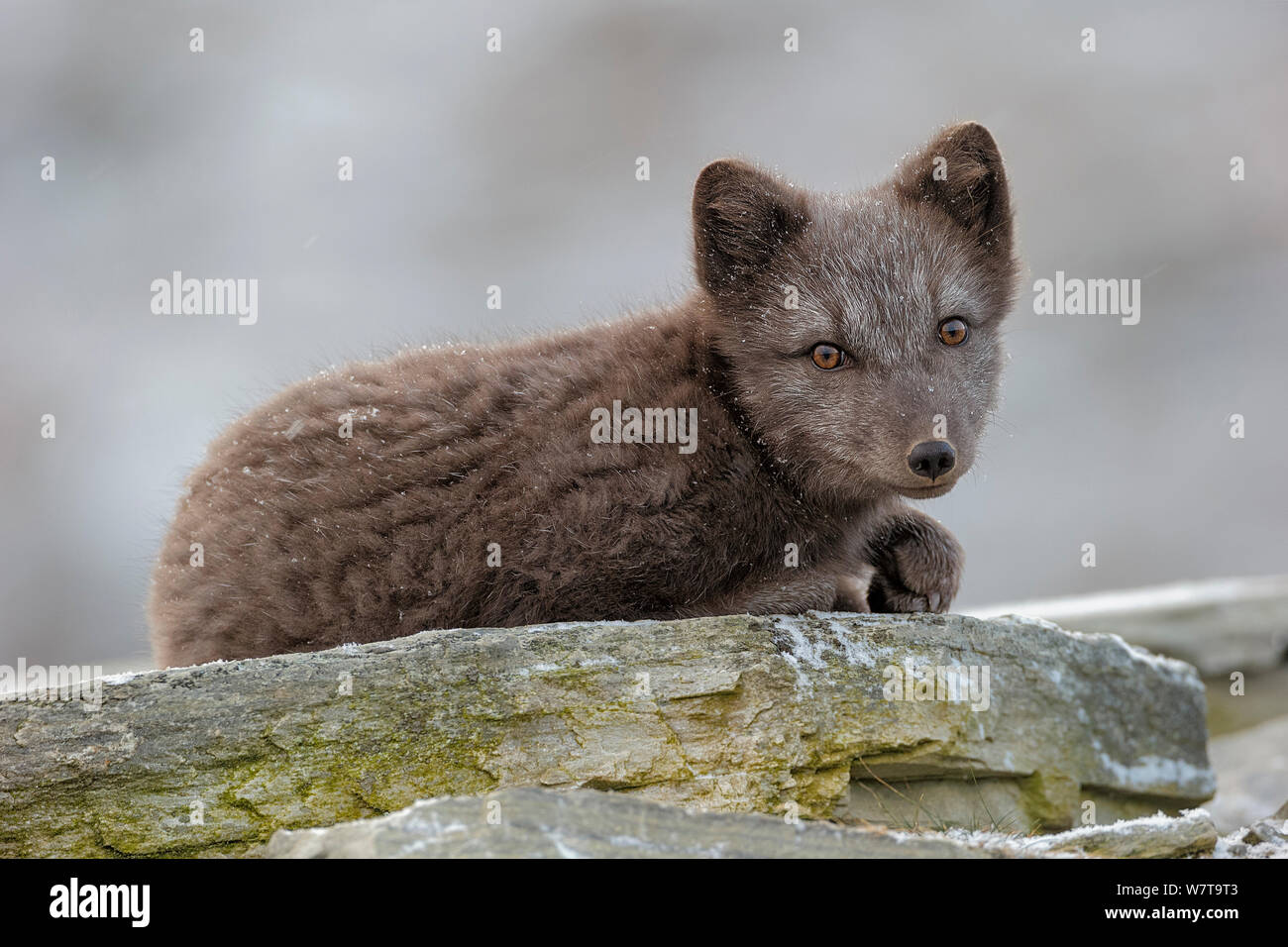 Arctic Fox cub (Alopex / Vulpes lagopus) lying on rock, portrait, blue ...