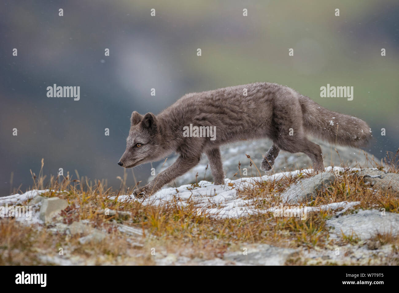 Arctic Fox cub (Alopex / Vulpes lagopus) running, blue morph ...