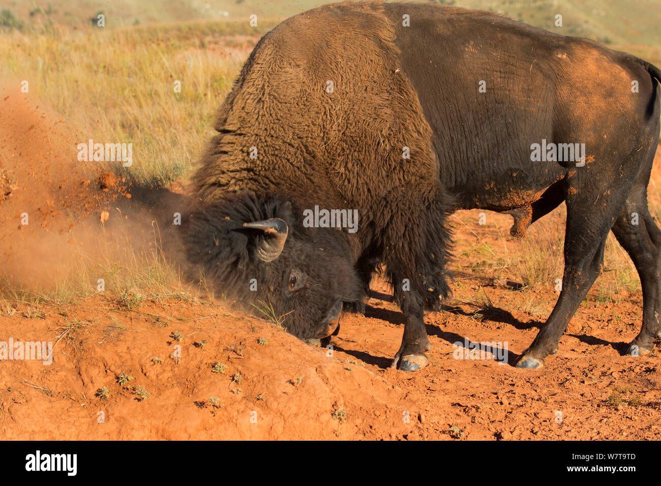 American Bison bull (Bison bison) attacking soil in aggressive display ...