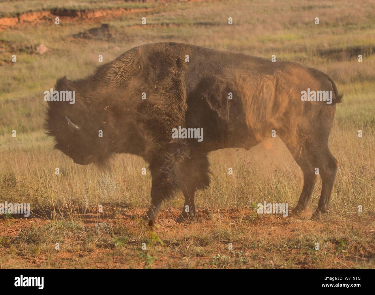 American buffalo (Bison bison) shaking off after rolling in dirt it had ...