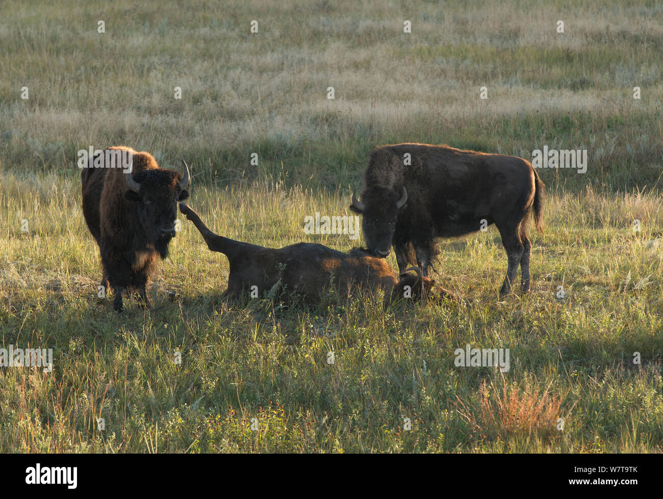 American Buffalo (Bison bison) bulls with a dead cow. Buffalo will ...