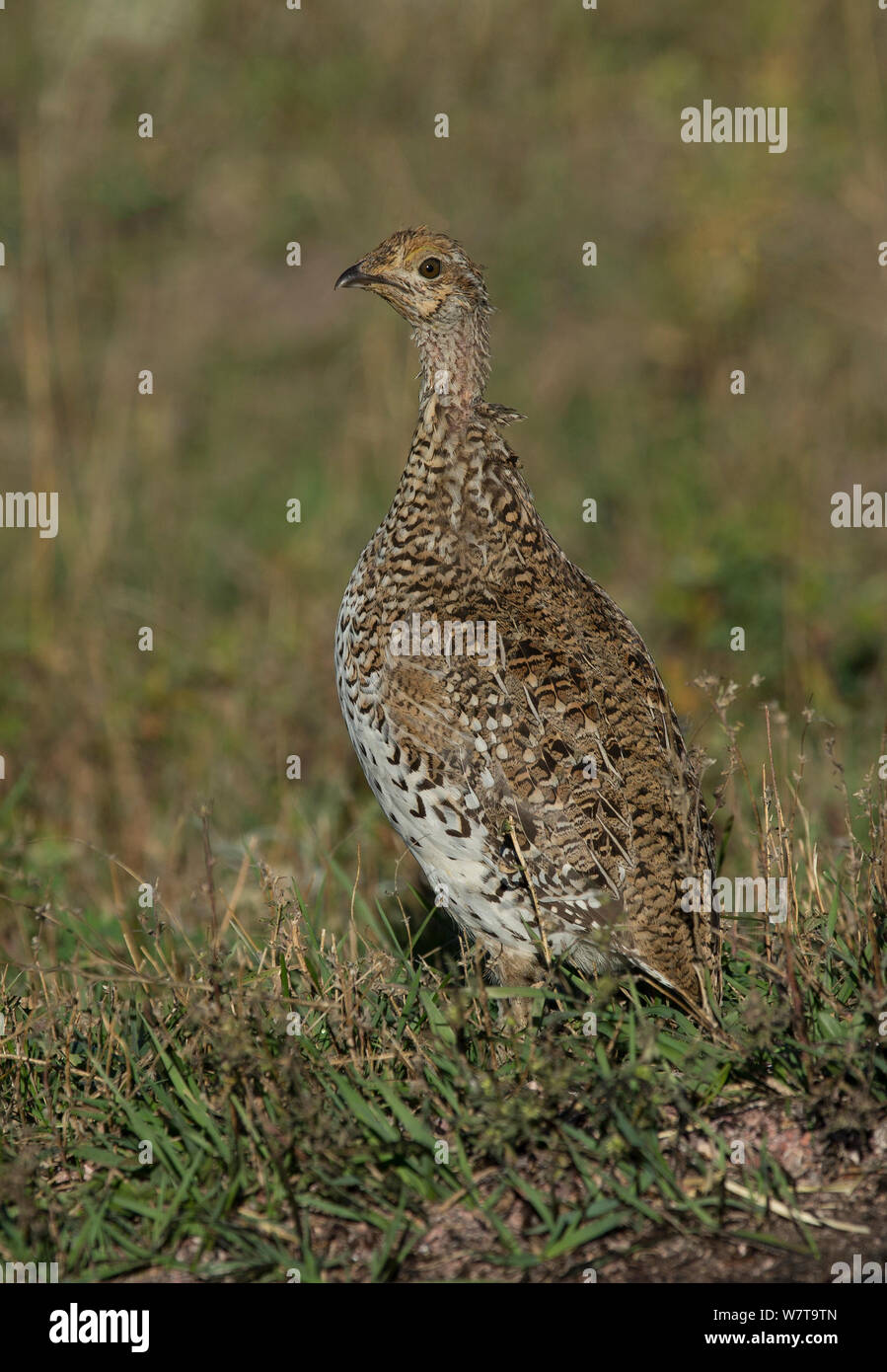 Columbian Sharp-tailed Grouse (Tympanuchus phasianellus) female, Custer ...