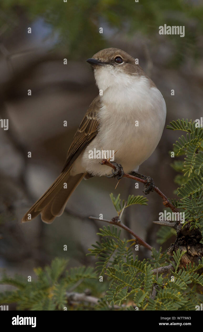 Marico hi-res stock photography and images - Alamy