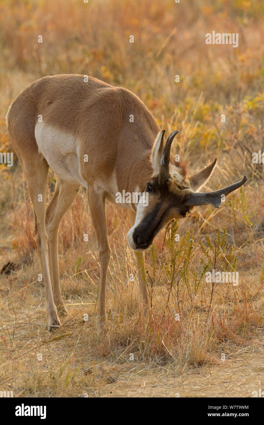 Scent marks their territory hi-res stock photography and images - Alamy