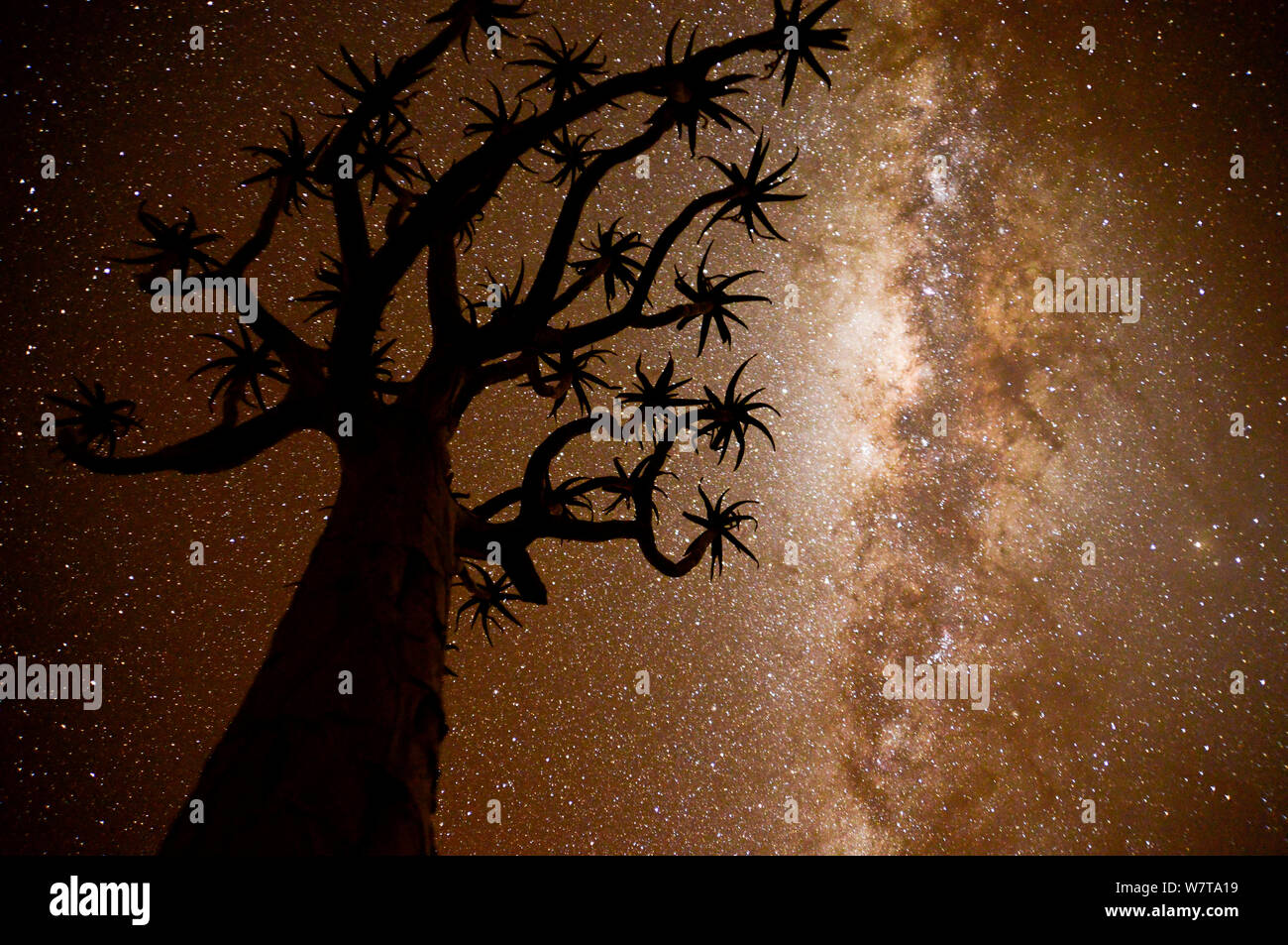 Kokerboom or Quiver Tree (Aloe dichotoma) silhouetted at night, with ...