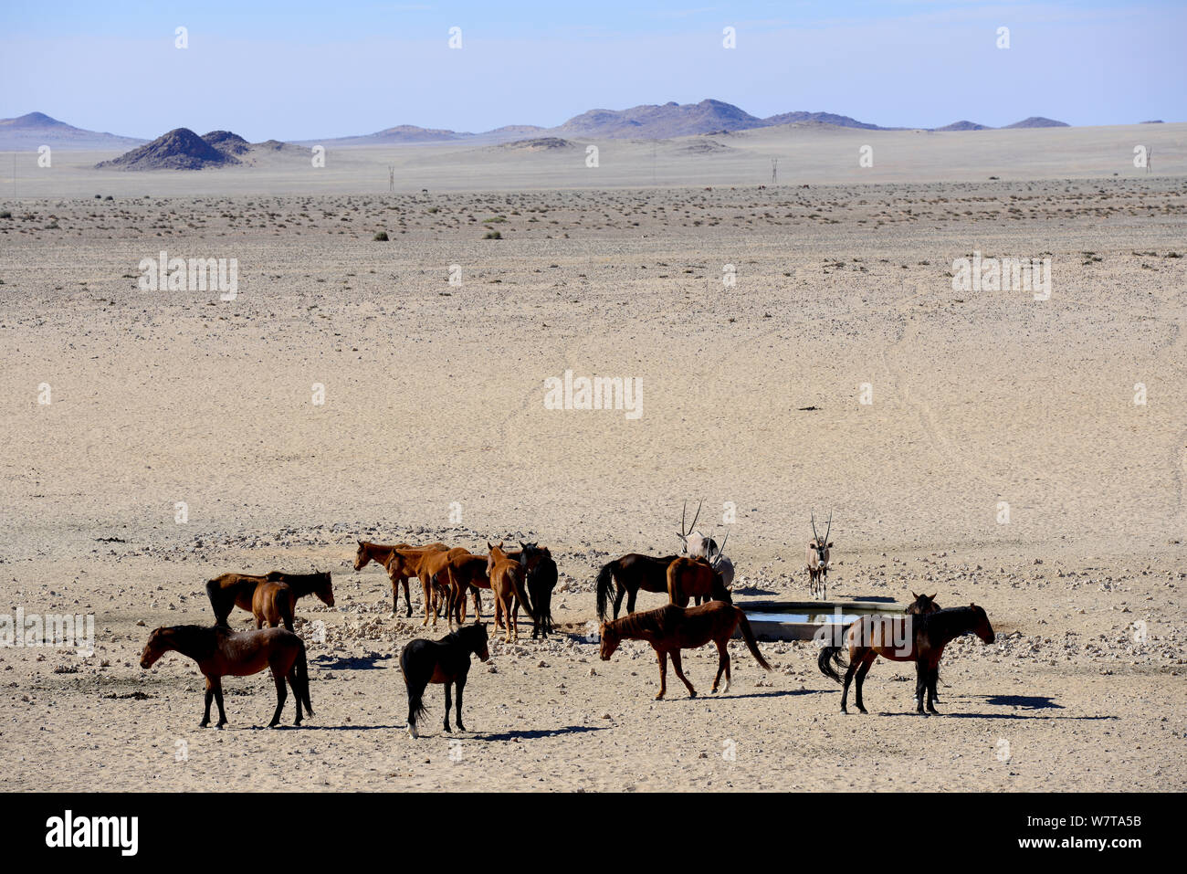 Wild horses of the Namib with a Oryx (Oryx gazella) drinking water at ...