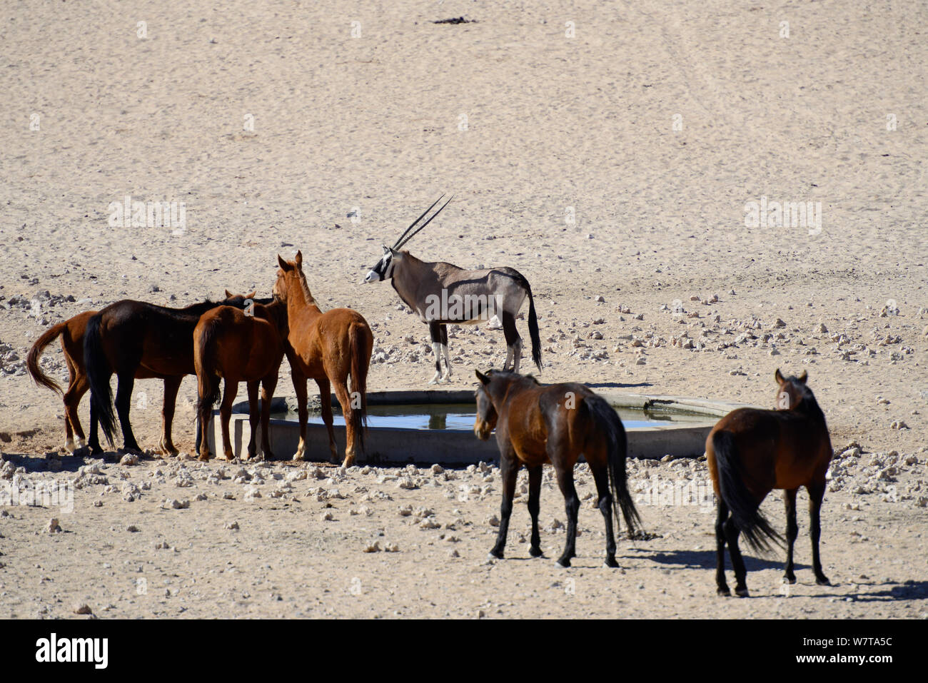 Wild horses of the Namib with a Oryx (Oryx gazella) drinking water at ...