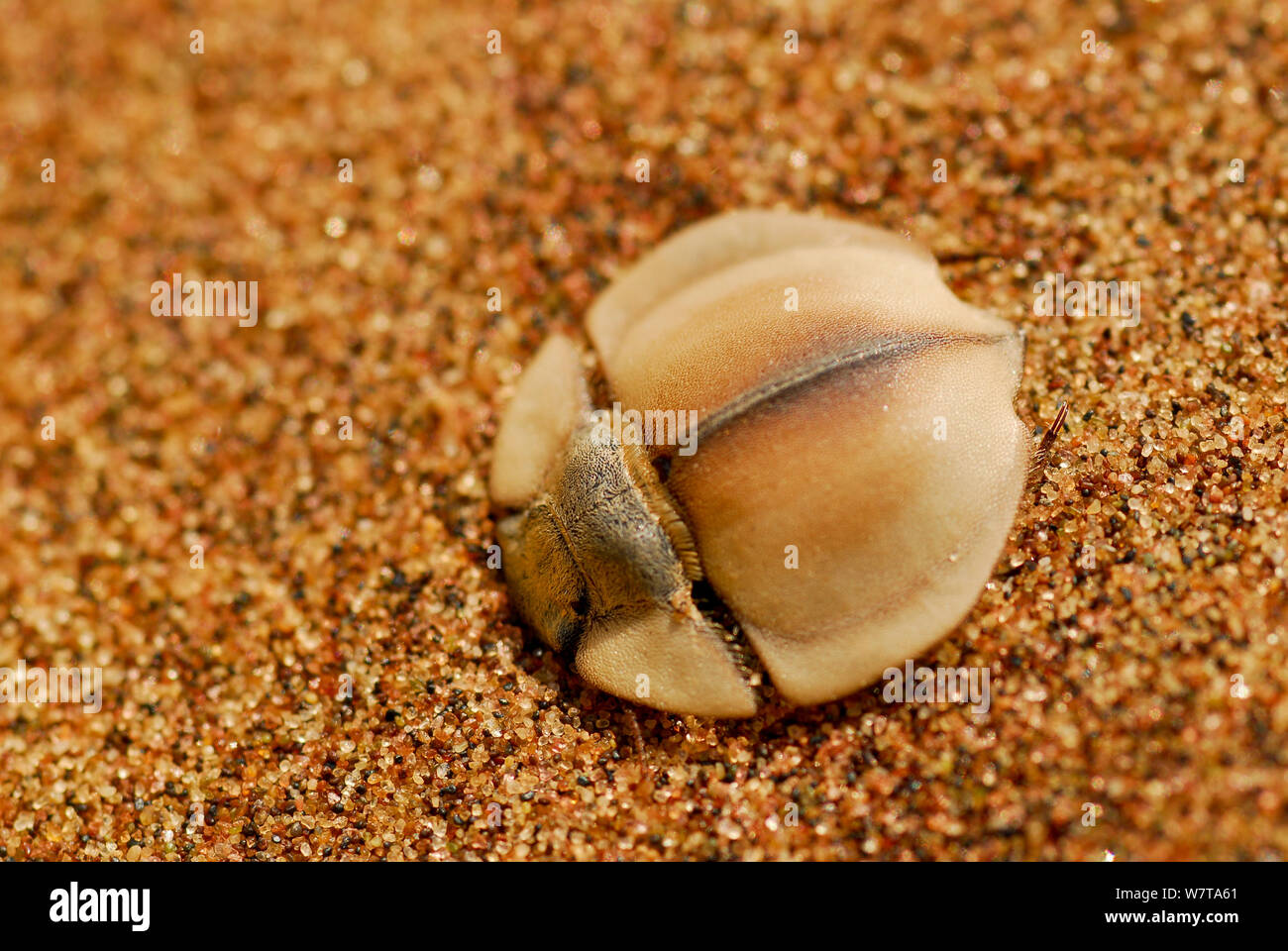 Tenebrionid Beetle (Lepidochora kahani) on surface of sand dune, Namib ...