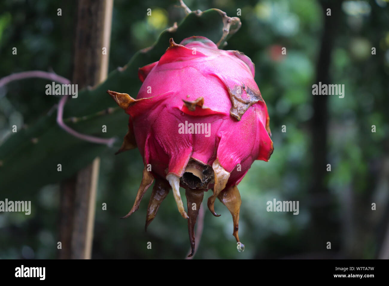 Close up of Dragon fruit on a Dragon tree Stock Photo - Alamy