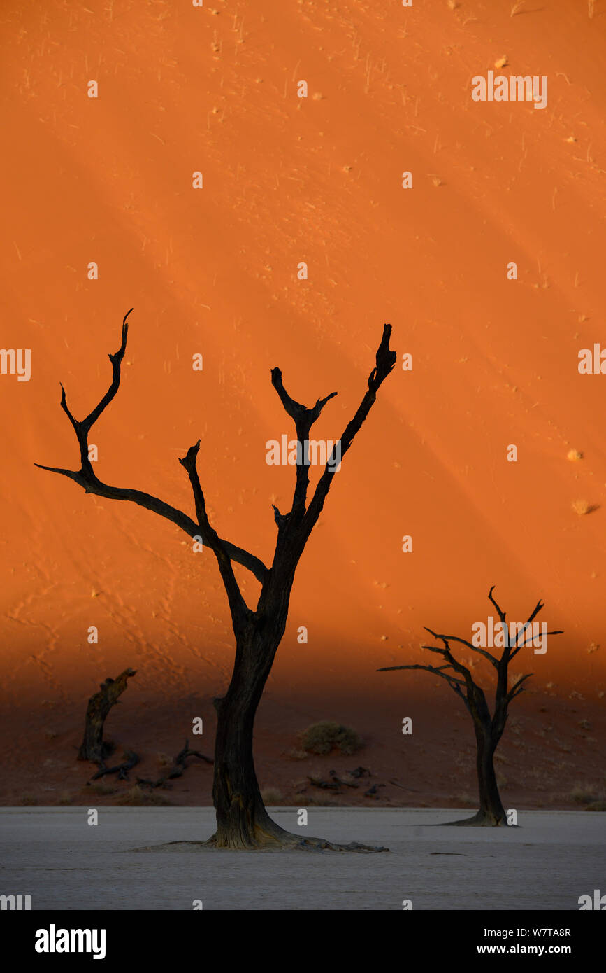 Dead trees africa hi-res stock photography and images - Alamy