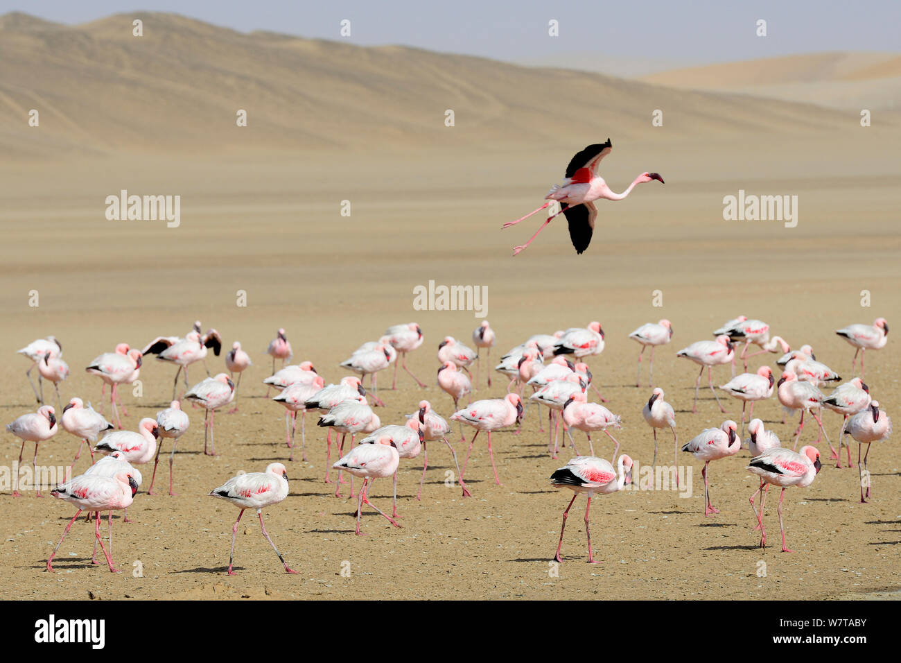 Greater flamingoes (Phoenicopterus ruber) in the Walvis Bay Lagoon ...