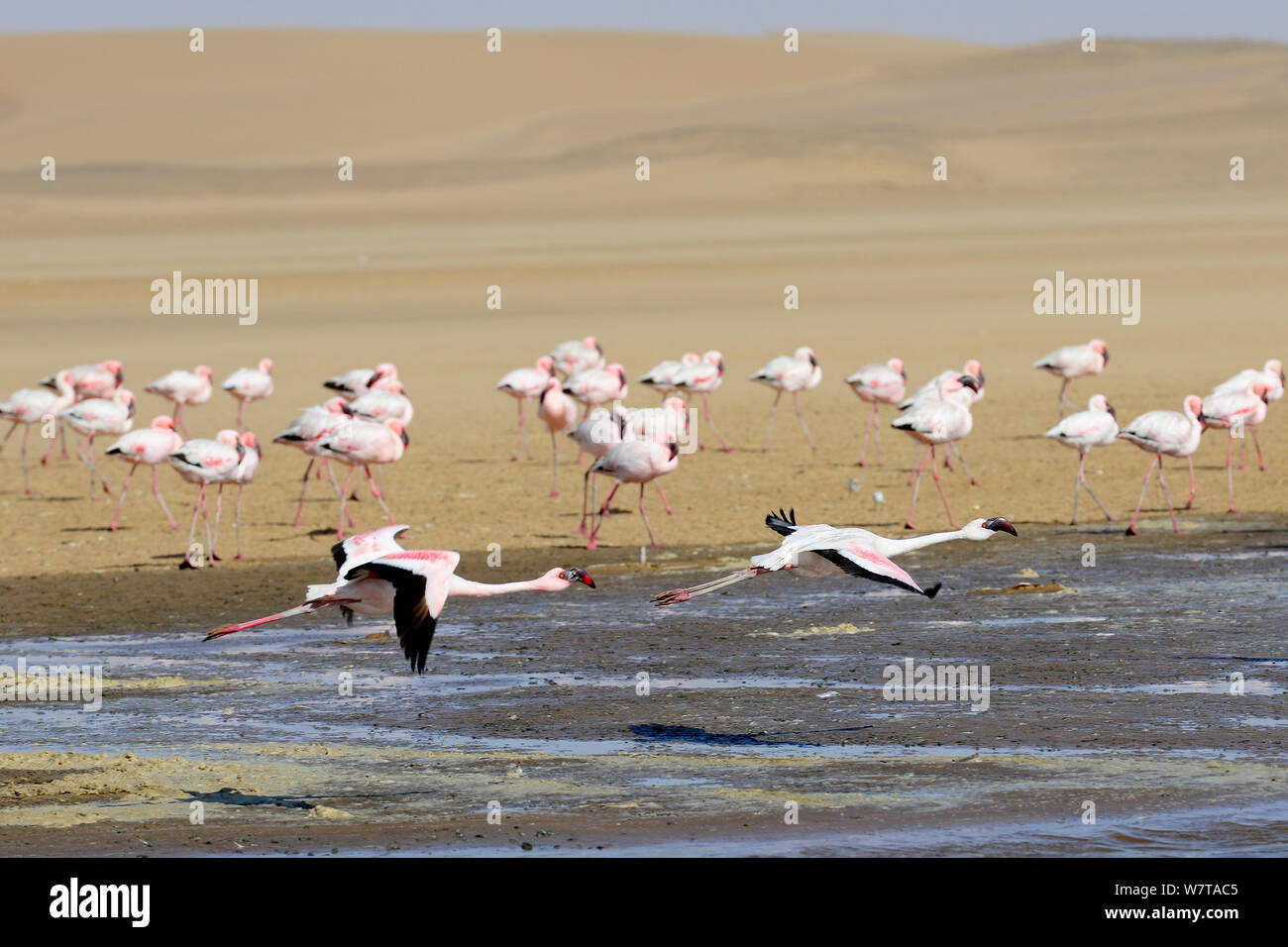 Greater flamingoes (Phoenicopterus ruber) in flight, Walvis Bay Lagoon ...