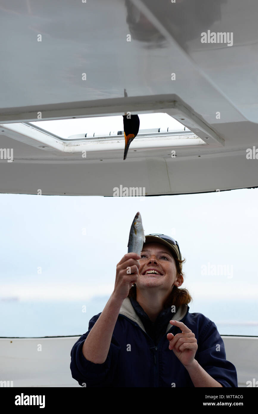 Cape cormorant (Phalacrocorax capensis) looking through hatch in boat ...
